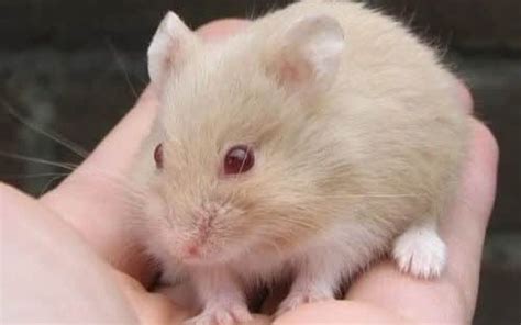 10 Tempat Jual Hamster Terdekat Di Bandung 2023 Harga Murah Dan