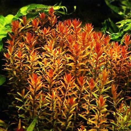 Rotala rotundifolia RA koszyk duży XXL Allegro pl
