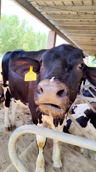 Video Muhammad Younis On Linkedin Tongue