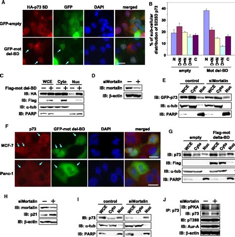 Figure 5 From Aurora Kinase A Inactivates Dna Damage Induced Apoptosis