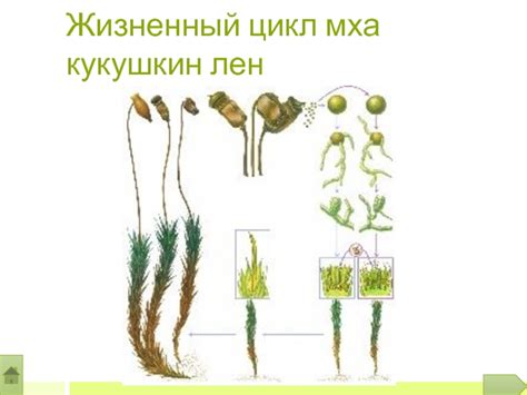 Установите последовательность жизненного цикла мха кукушкина льна фото
