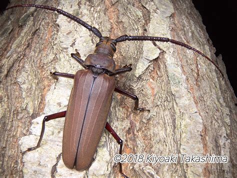 ウスバカミキリ Kiyoaki Takashima 高嶋清明のBLOG