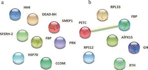String Analysis A String Functional Protein Association Network Of Some