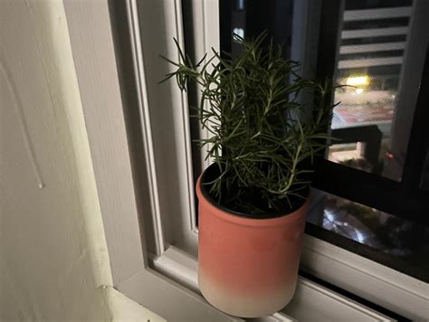 로즈마리 잎마름 갈변 과습 키우기 실패한 이유 W 물주기 시들 네이버 블로그