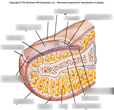 Nail Bed Diagram Quizlet