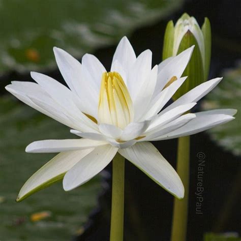 Paul On Instagram Water Lily Tan Dao Park Saigon HCMC Vietnam Took