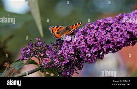 Buddleia Butterfly Bush Buddleia Davidii Stock Videos And Footage Hd