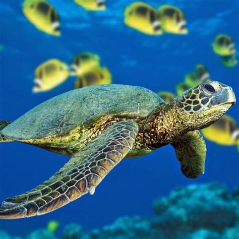 Gwe Electrical Youtube