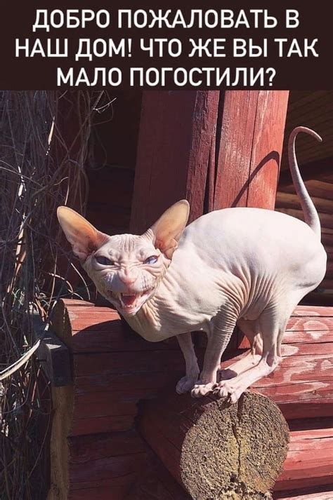 Мемы кошки сфинкс юмор в 2024 г Милые котики Кошки Кошачьи картины