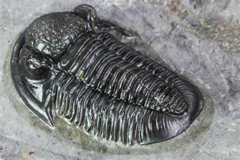 105 Finely Detailed Gerastos Trilobite Fossil Morocco 107011 For