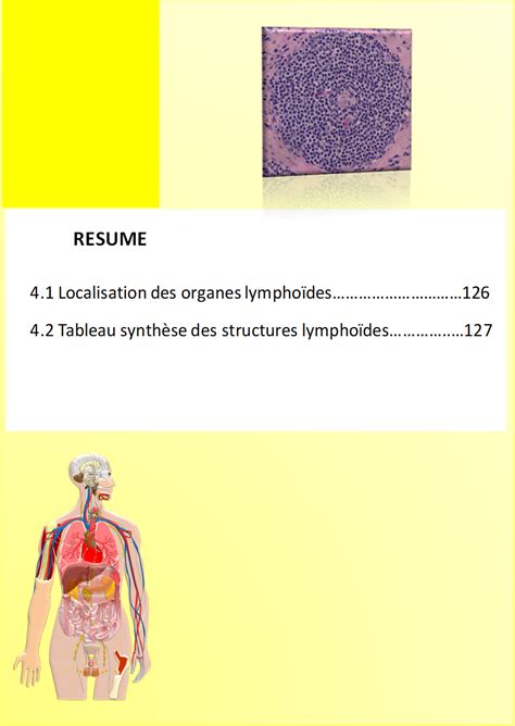 Le Système Immunitaire Partie Iv Resume Les Organes LymphoÏdes