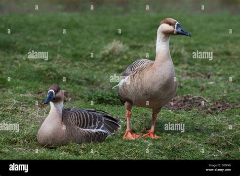 Swan Gänse Anser Cygnoides Paar Arten Der Wilden Vorfahren Der