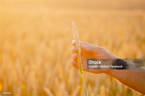 사람의 손에 아름다운 밀 귀 수확 개념 밀밭에서 햇빛 노란 밀밭의 귀가 들판에 있는 사람의 손에 들고 있습니다 자연 사진을