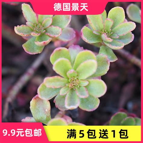 德国红景天种子100粒多肉种籽多年生铺面地被植物室外盆栽春秋播 花苑一隅
