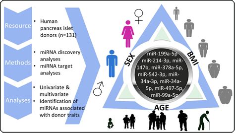 Identifying Human Islet Micrornas Associated With Donor Sex Age And
