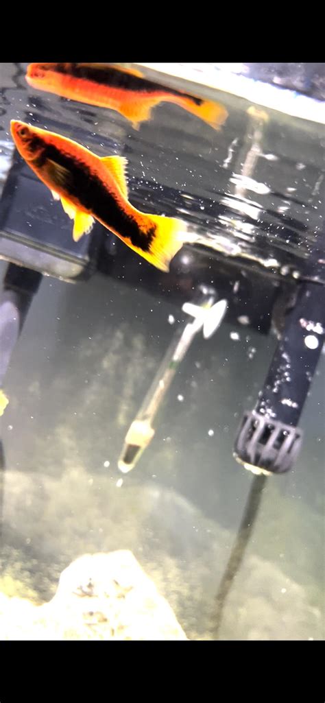 Stingray Shaped With Teeth Rwhatsthisbug