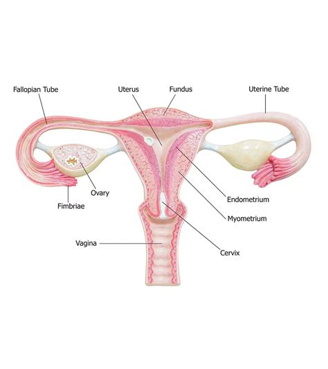 Getting Pregnant Guidance Symptoms Fertility