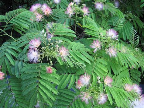 What Is The Tree With Pink Flowers Called