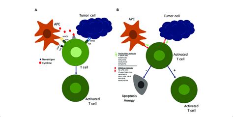 Tumor Cells And Antigen Presenting Cells Apcs Interact With Download Scientific Diagram
