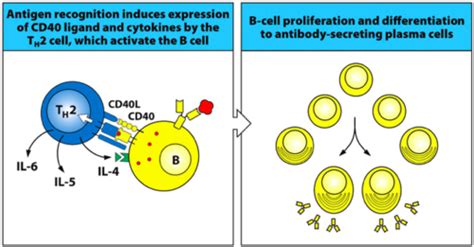 CH B Cell Activation And Antibody Production Flashcards Quizlet