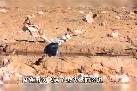 黑头鹭由于食物却反河边捕捉麻雀一次次进攻终于成功 进攻 麻雀 食物
