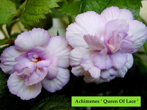 Achimenes SRG's ' Queen Of Lace' | This is a MEGA BLOOMER wh… | Flickr