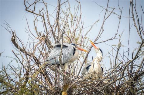 Couple Storks Mating In Their Nest Stock Image Image Of Lovers