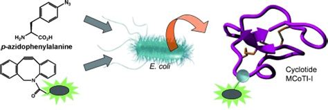 Expression Of Fluorescent Cyclotides Using Protein Transsplicing For Easy Monitoring Of