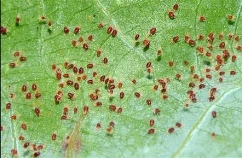 Nhện đỏ Hại Cam Quýt Và Các Biện Pháp Phòng Trừ Hiệu Quả