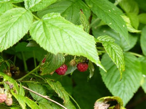Red Raspberry Fruit On Wet Bush Stock Image Image Of Green Summer