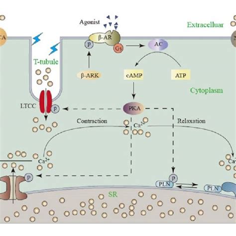 Pdf Altered Sarcoendoplasmic Reticulum Calcium Adenosine