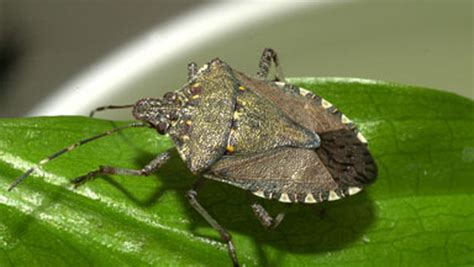 Different Types Of Stink Bugs Found In South Carolina Nature Blog Network