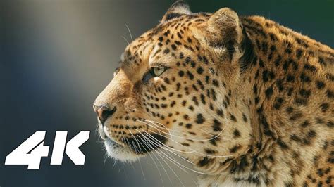 Африканская дикая природа и звуки диких животных Youtube