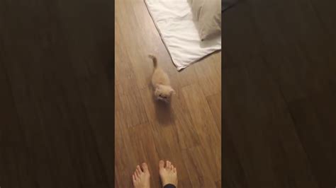 자다 깨서 허둥지둥 마중 나오는 아기 고양이 Youtube