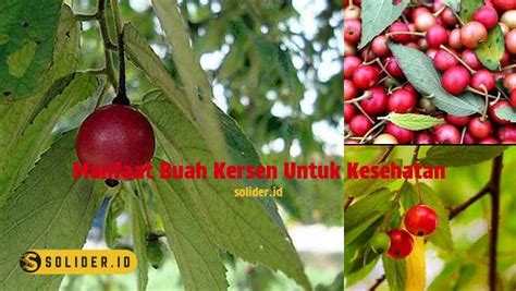Temukan Rahasia Buah Kersen 7 Manfaat Kesehatan Yang Jarang Diketahui