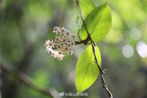 中国特有物种又添新分布点！云南龙陵首现球兰属植物凸脉球兰