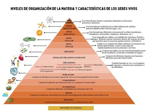 Niveles De Organización De La Materia Medsan Udocz