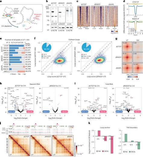Acute Depletion Of Loop Extrusion Factors Affects A Small Set Of Download Scientific Diagram