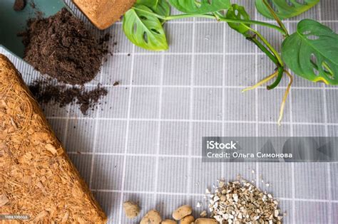 국내 식물 이식 재료 토양 조성 배수 코코넛 연탄 및 코코넛 칩 질석 및 이탄 테이블에 뿌리를 둔 Adanson의 몬스 테라 새싹 평면도 가정 생활에 대한 스톡 사진 및