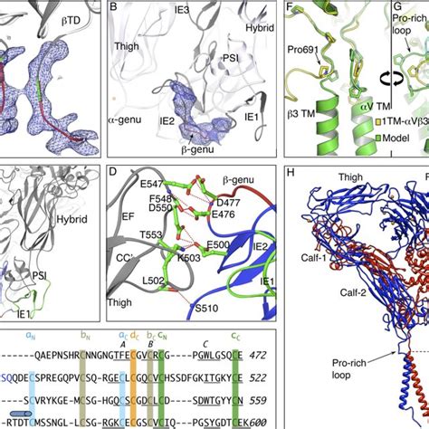 Pdf Crystal Structure Of The Complete Integrin Alphavbeta3 Ectodomain Plus An Alpha Beta