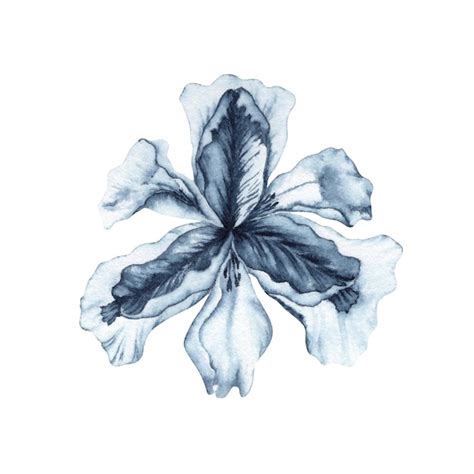 Pintura En Acuarela De La Flor Del Iris Ilustración Dibujada A Mano