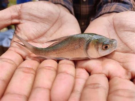 Catla Fish Size 2 Feet Full Grown At ₹ 55piece In Kolkata Id