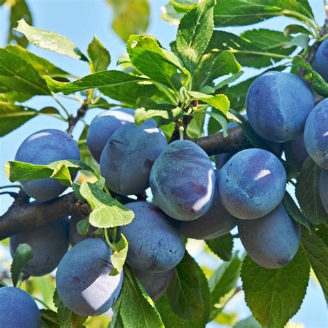 Blue Damson Plum Tree In 2025 Plum Tree Damson Plum Plum Varieties