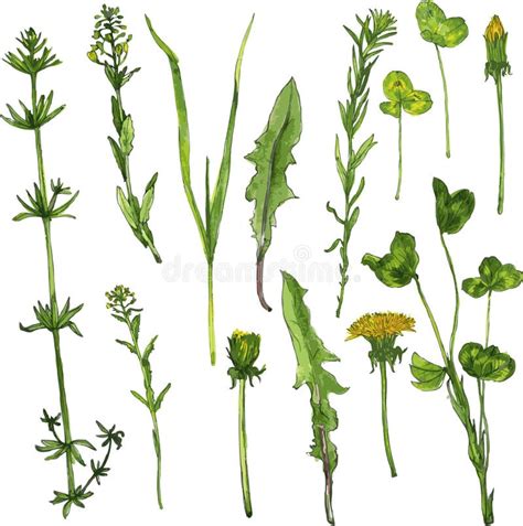 Sistema De Hierbas Y De Flores Del Dibujo De La Acuarela Ilustración