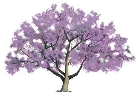Jacarandá Cherry Blossom Tree Blossom Trees Jacaranda Tree Christmas