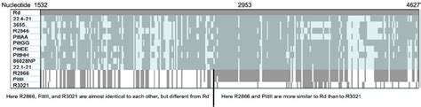 A Putative Recombination Breakpoint Identified Using Rdp Only
