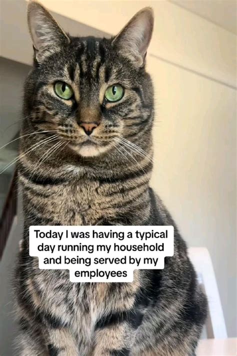 Milo The Chonk Hilarious Cat Comedy