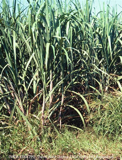 Itchgrass Bonide