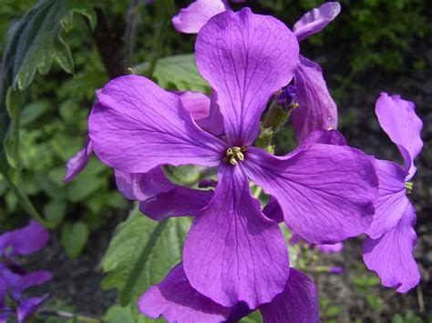 Lunaria Annua Annual Honesty Dollar Plant Honesty Lunaria Money