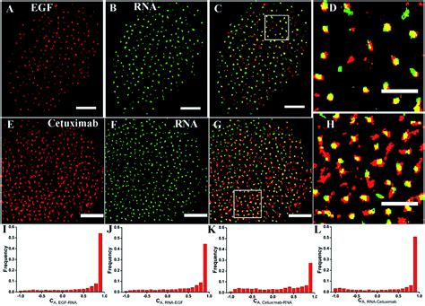 Using An Rna Aptamer Probe For Super Resolution Imaging Of Native Egfr Nanoscale Advances Rsc